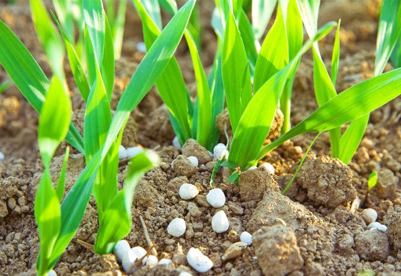 Mulching & Fertilising | #1 Garden Maintanence in Sydney, NSW