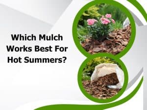 Gardener Sydney - Gardening Services - A Bargain Gardener