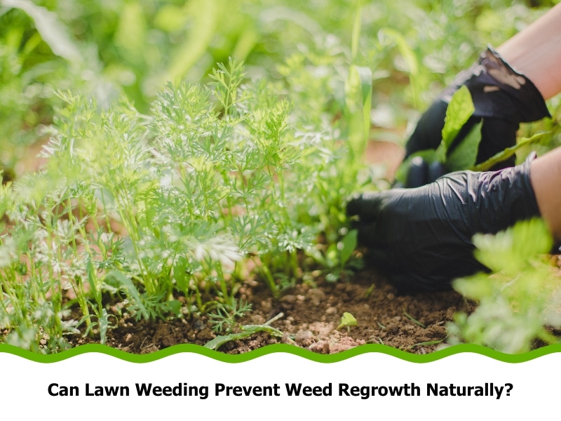 Lawn Weeding: Natural Ways to Block Weed Regrowth